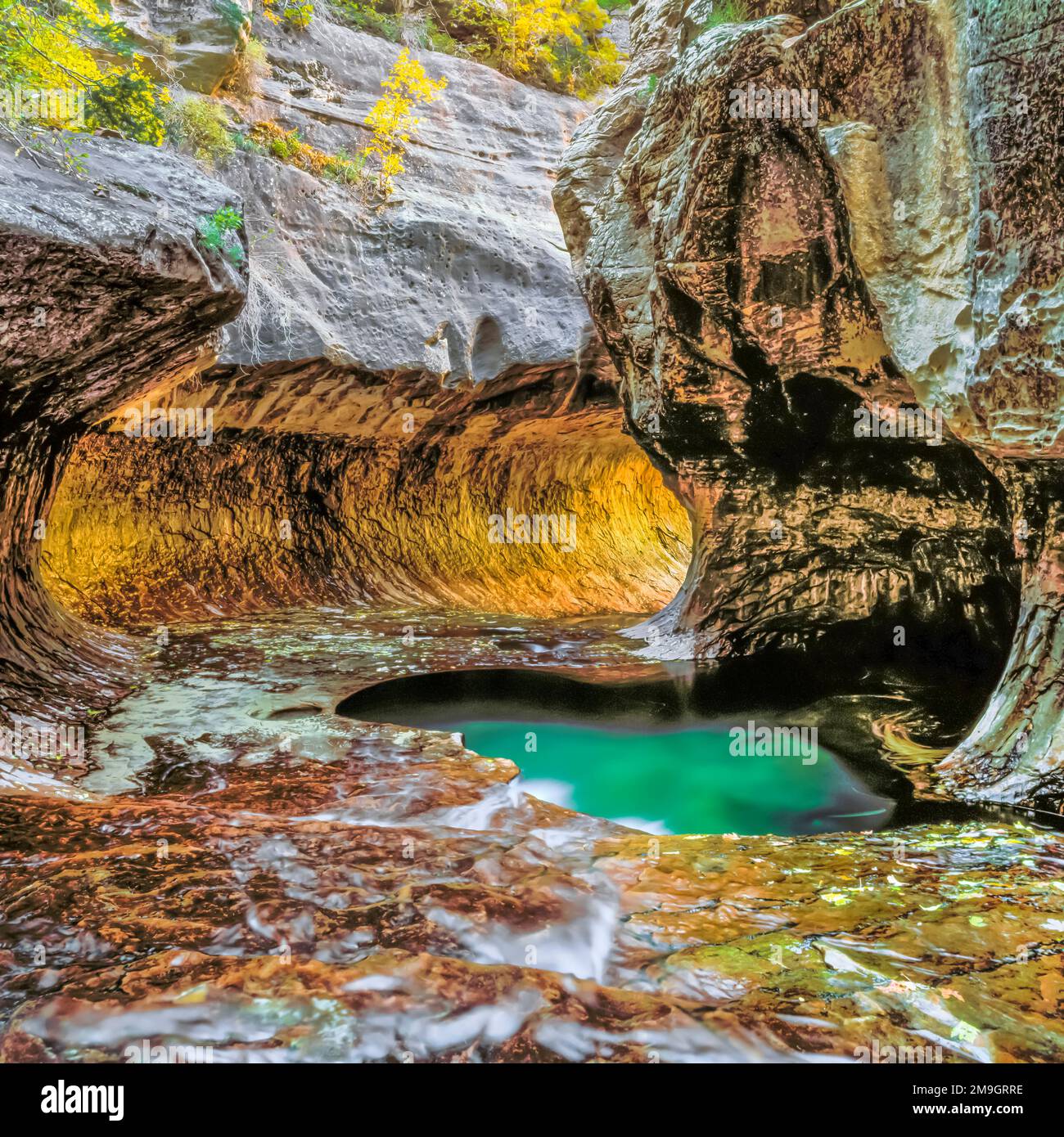 the subway along left fork north creek in autumn in zion national park ...