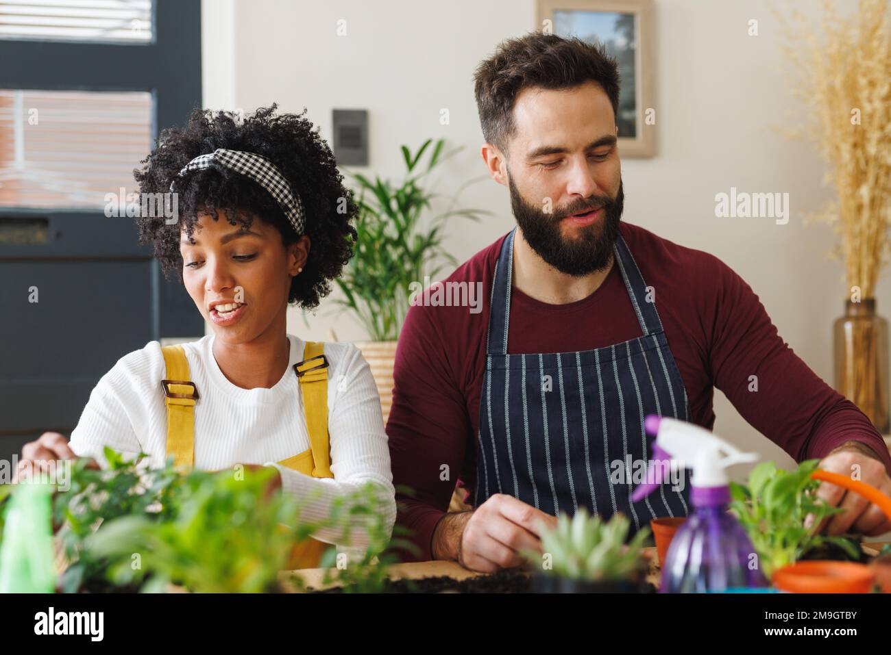 Happy biracial young couple wearing aprons talking and planting small ...