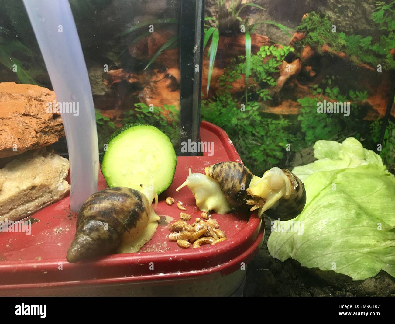 Snails on vegetable leaves hi-res stock photography and images - Alamy