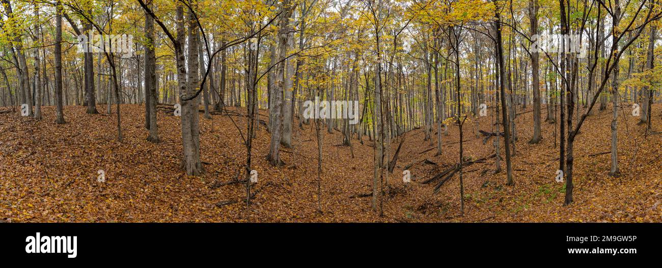 Stephen a forbes state park hi-res stock photography and images - Alamy
