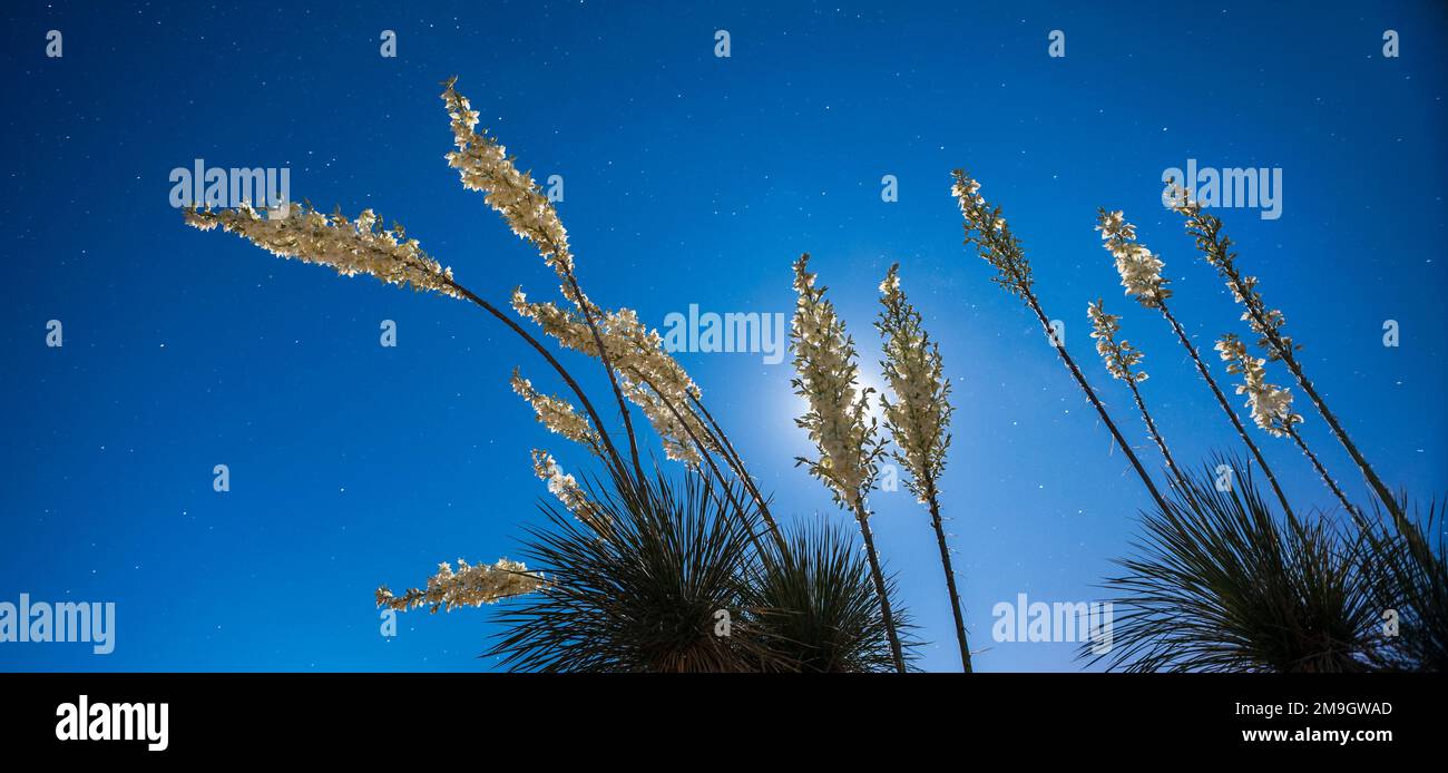 Yuccas (Yucca elata) under stars in sky at night, Arizona, USA Stock ...
