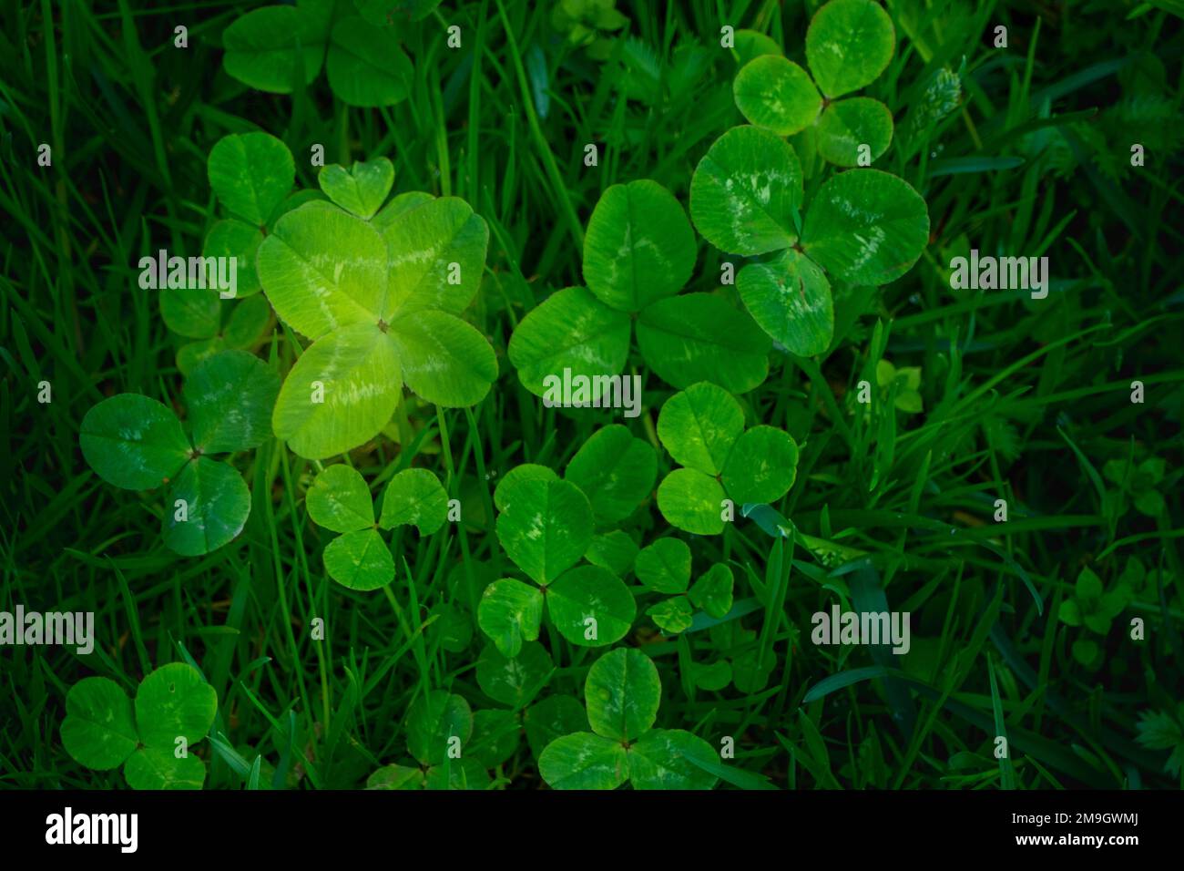 green clover leaves background with some parts in focus Stock Photo - Alamy
