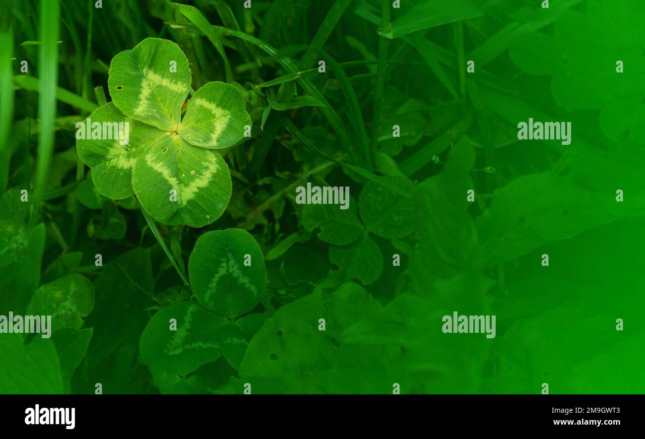 green clover leaves background with some parts in focus Stock Photo - Alamy