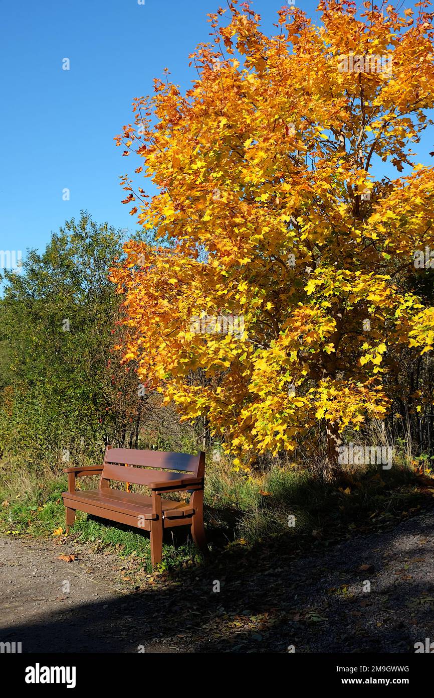 Sun lighted single park bench under the bright autumn color tree with ...