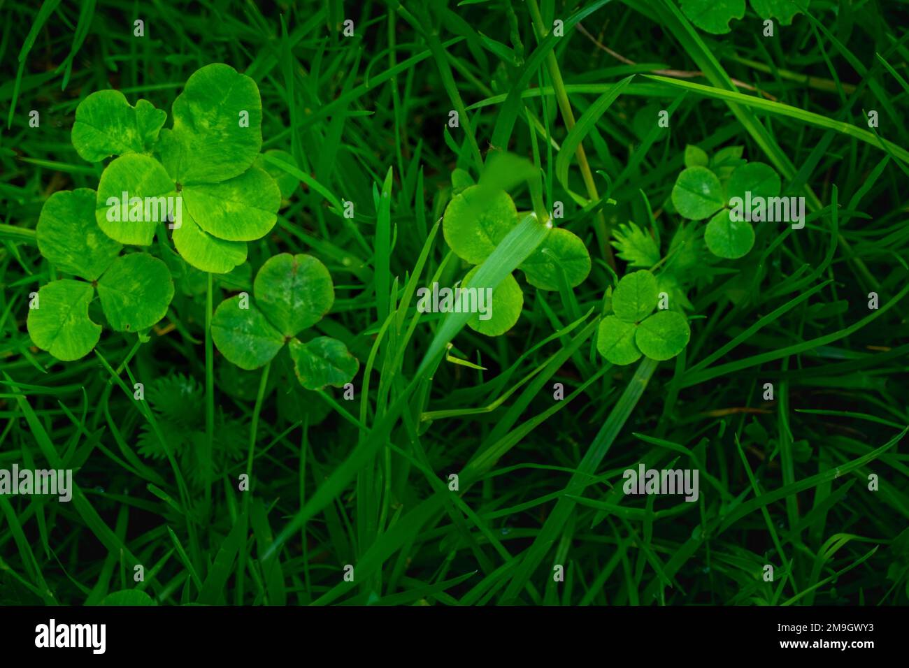 green clover leaves background with some parts in focus Stock Photo - Alamy