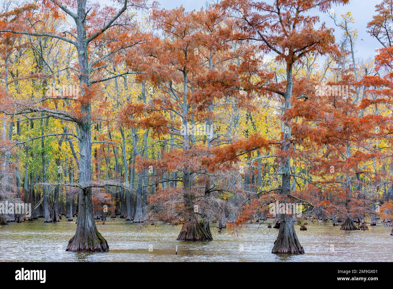 63895-16406 Cypress trees in fall color Horseshoe Lake State Fish ...
