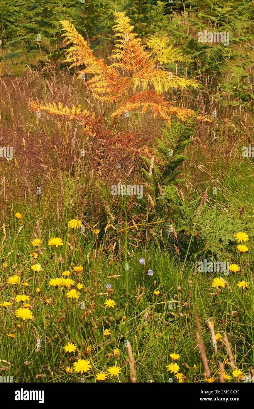 Cill an ailean chapel hi-res stock photography and images - Alamy