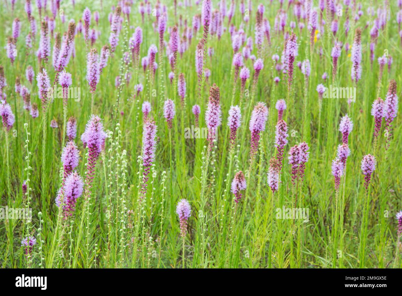 63899-05212 Prairie Blazing Star (Liatris pycnostachya) in prairie ...
