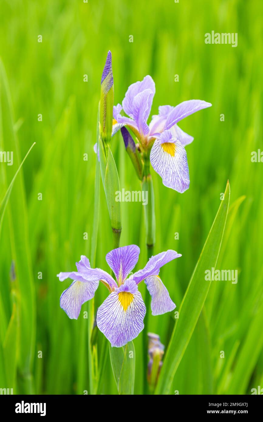 63899-05507 Blue Flag Iris (Iris versicolor) in wetland Marion Co. IL ...