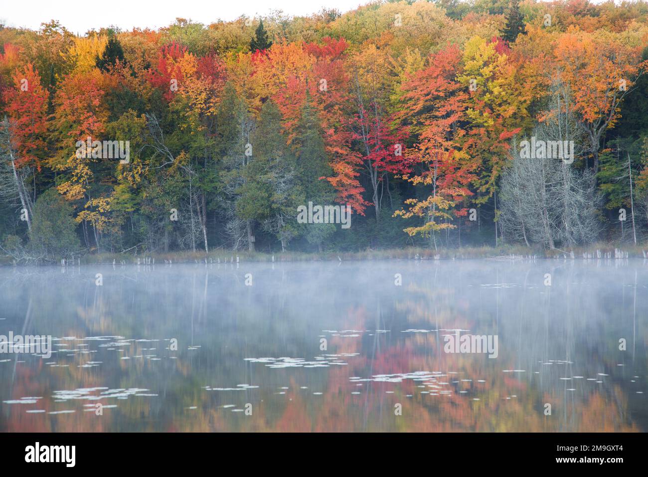 64776 01202 hi-res stock photography and images - Alamy