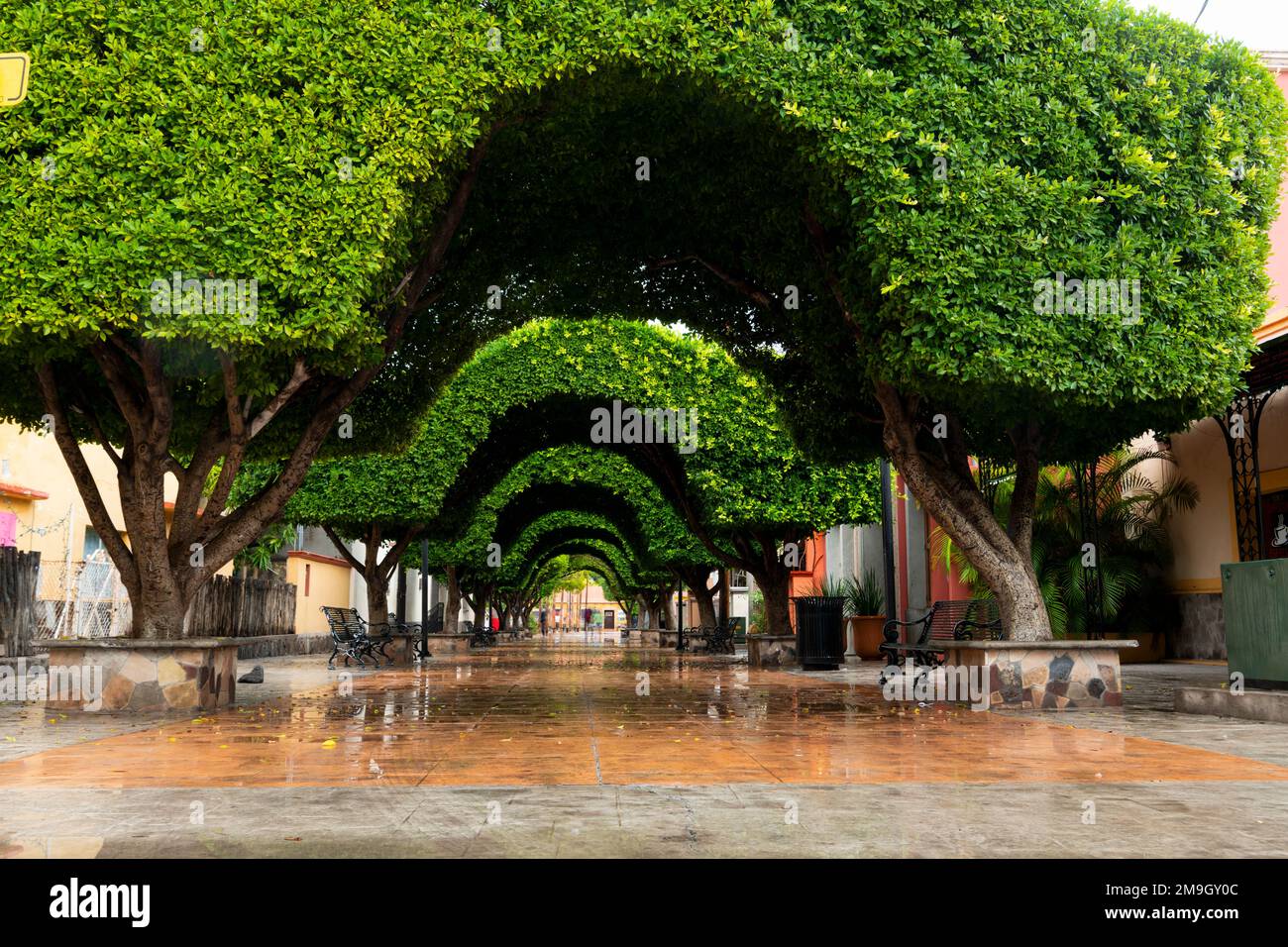 Old bench tree hi-res stock photography and images - Alamy