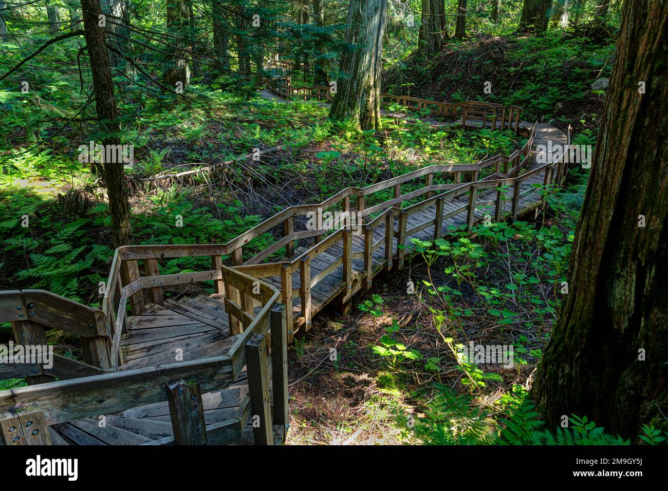 Boardwalk in forest, Giant Cedars Boardwalk Trail, British Columbia ...