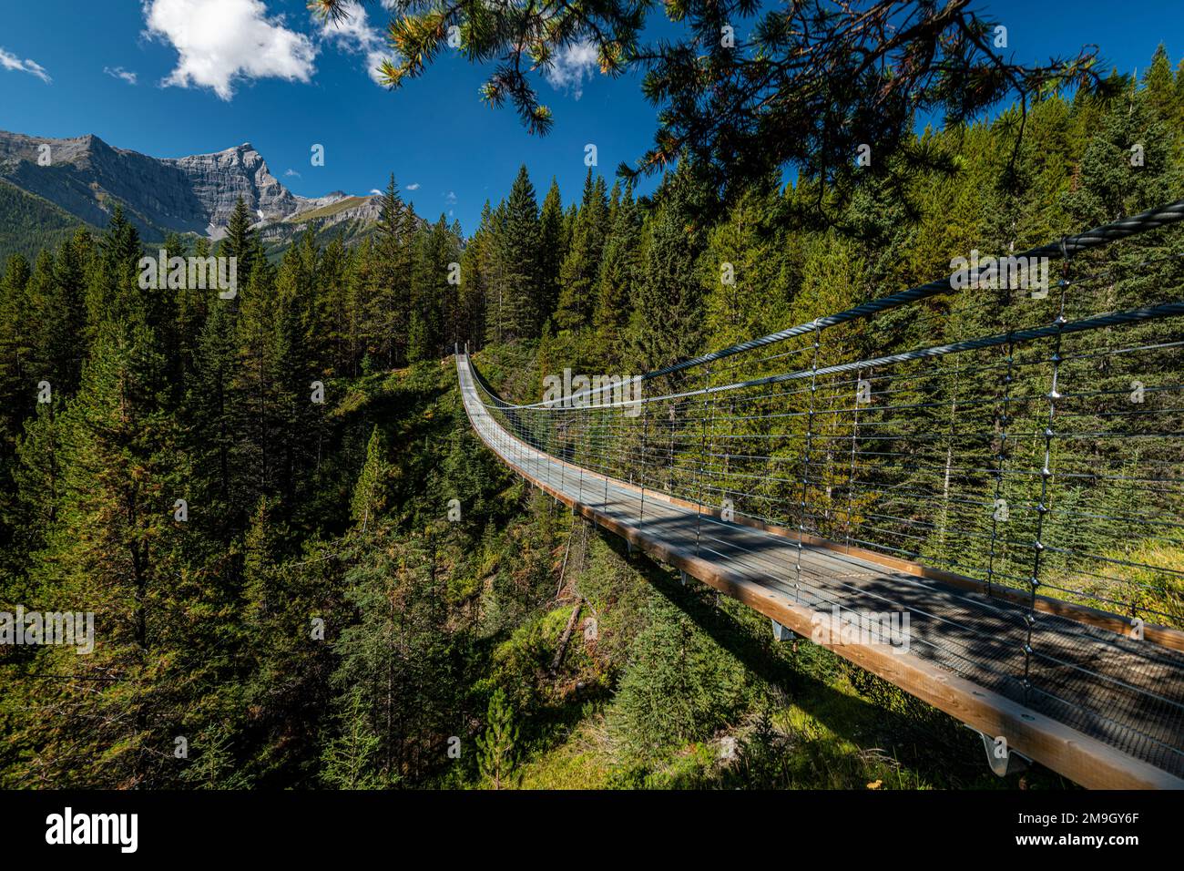 Suspension bridge in forest hi-res stock photography and images - Alamy