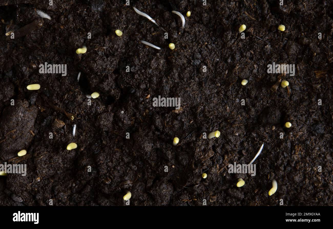 Sprouts of wheat on the ground Stock Photo - Alamy