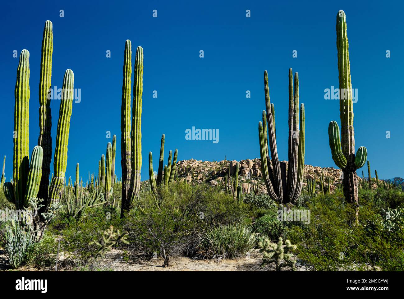 Cardon cacti (Pachycereus pringle) in desert, Mexico Stock Photo - Alamy