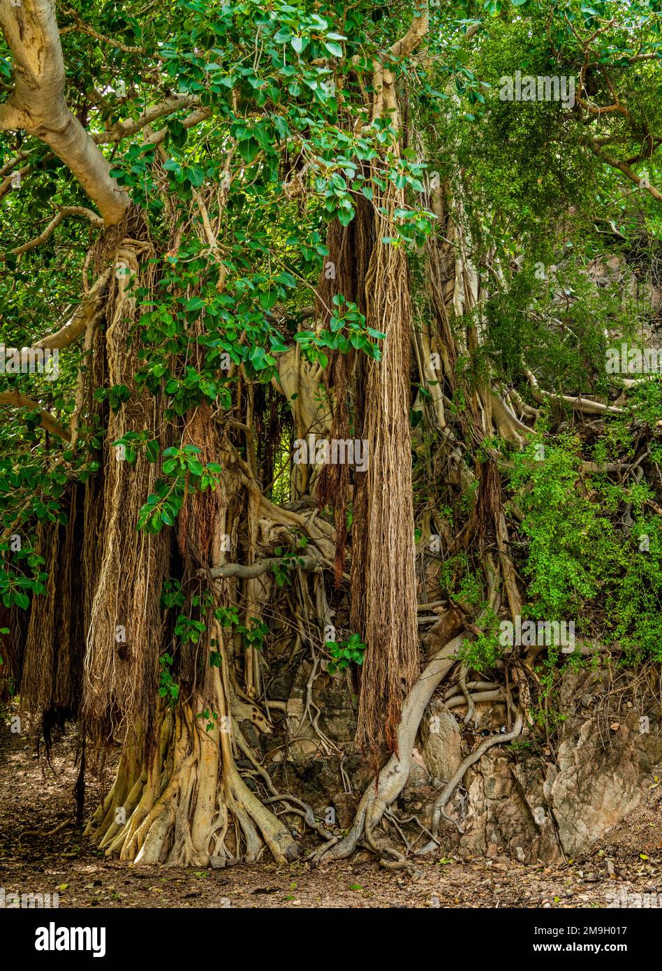 Ficus trees hi-res stock photography and images - Alamy