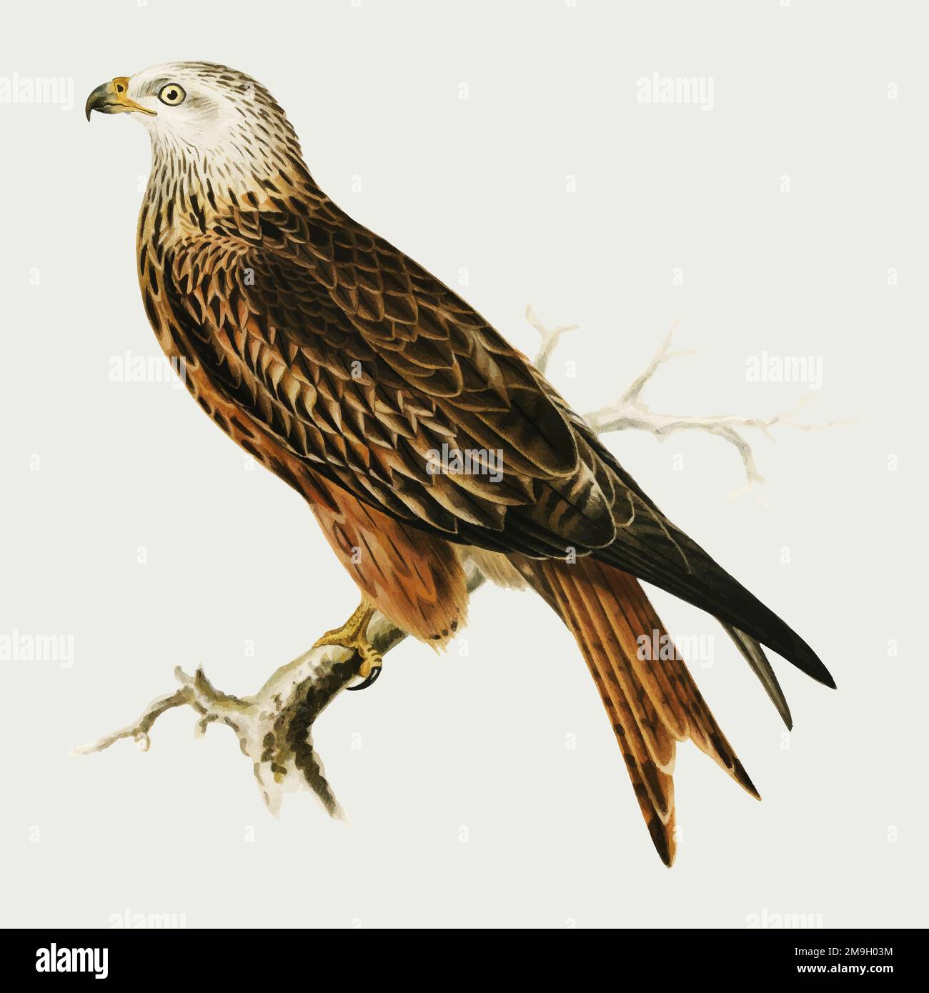 Vector hawk bird hand drawn Stock Vector Image & Art - Alamy