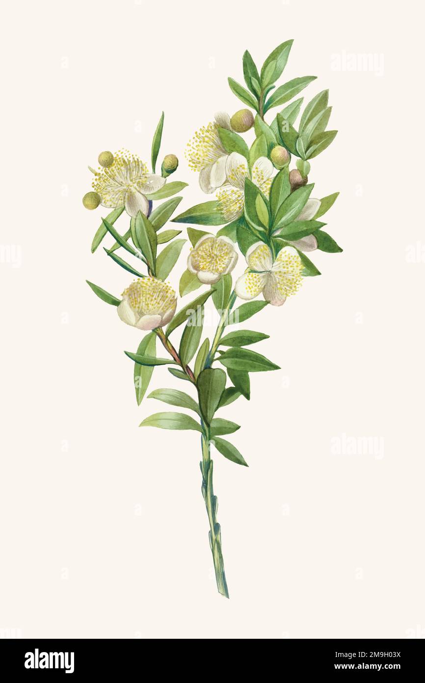 Myrtle branch vintage illustration vector Stock Vector Image & Art - Alamy