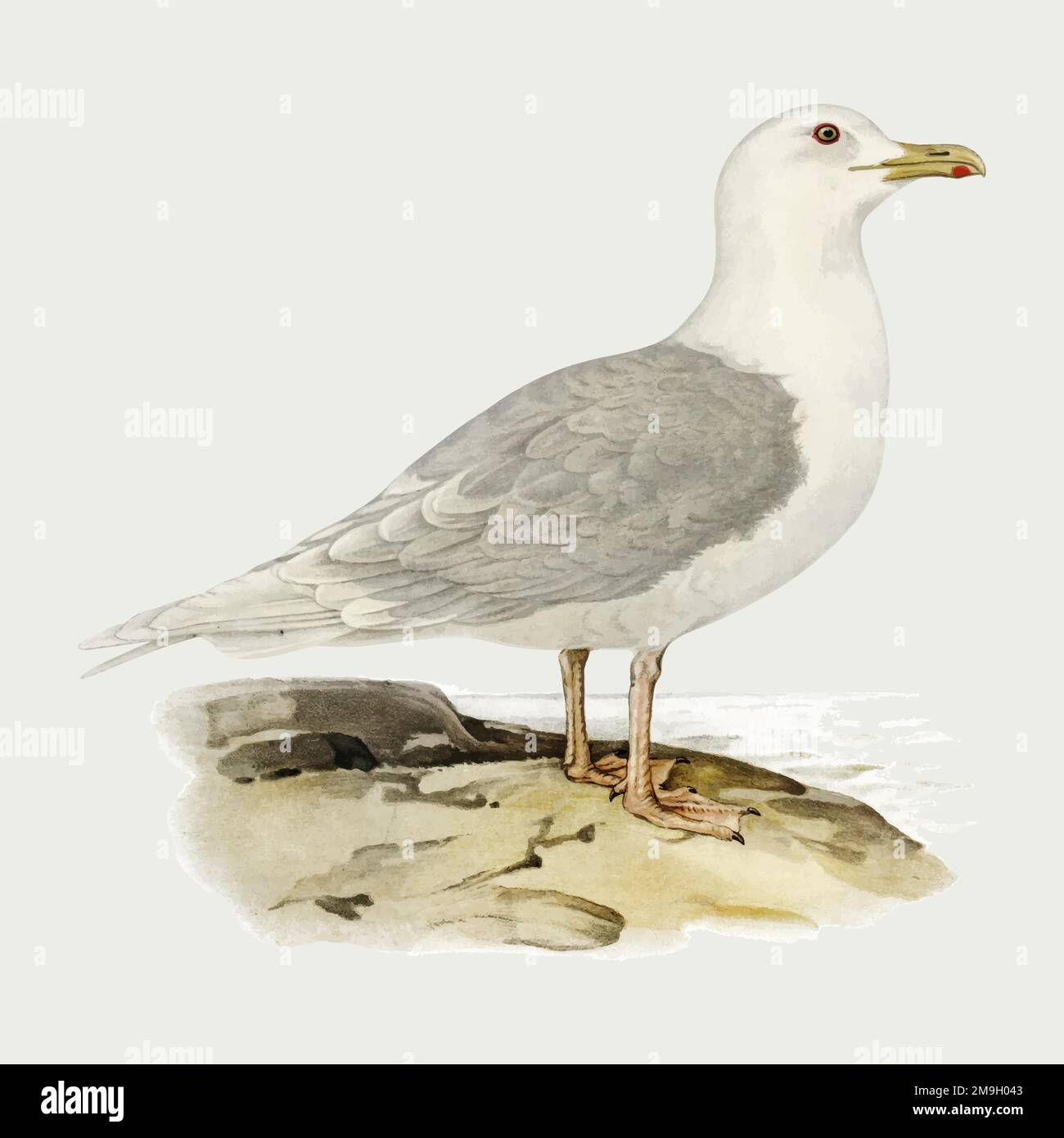 Vector iceland gull bird hand drawn Stock Vector Image & Art - Alamy