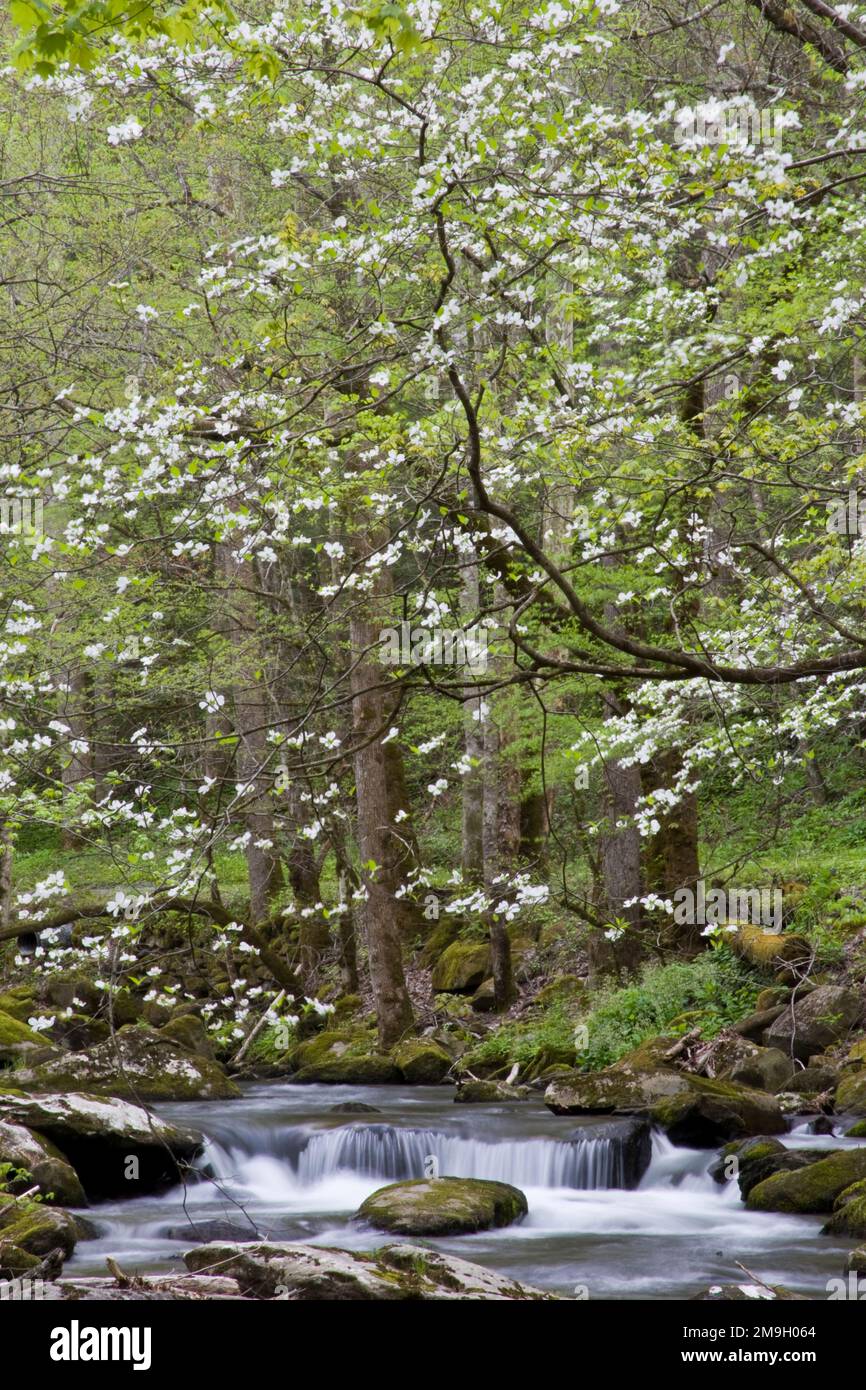 66745-04004 Dogwood trees in spring along Middle Prong Little River ...