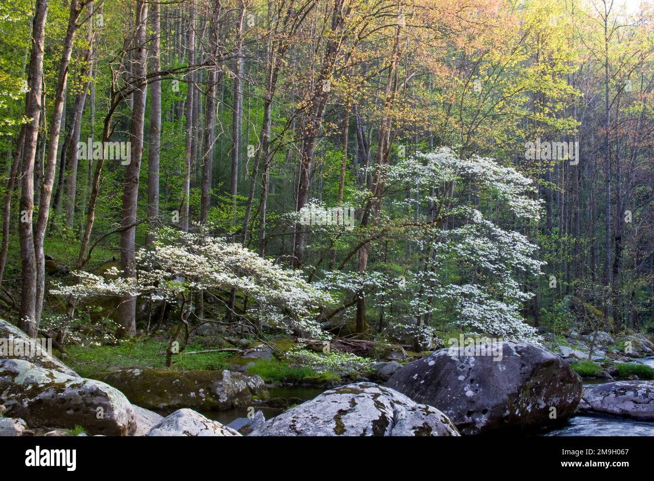 66745-04016 Dogwood trees in spring along Middle Prong Little River ...