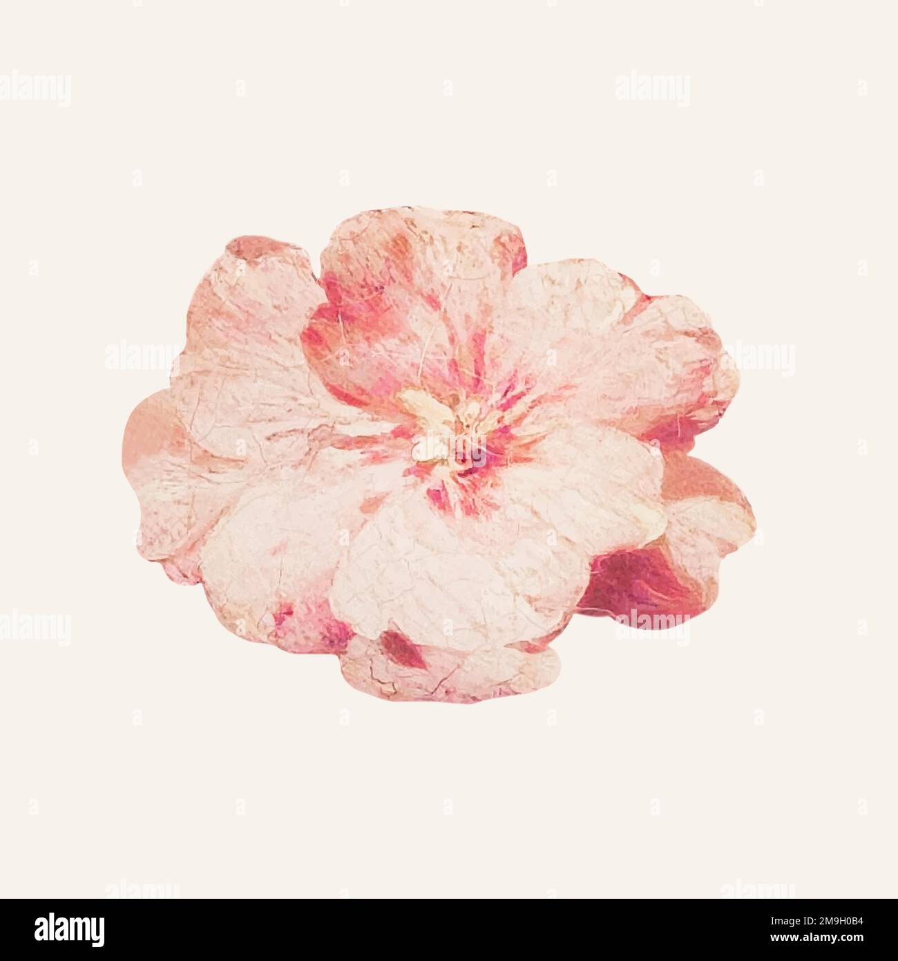 Botanic illustration fruit Stock Vector Images - Alamy