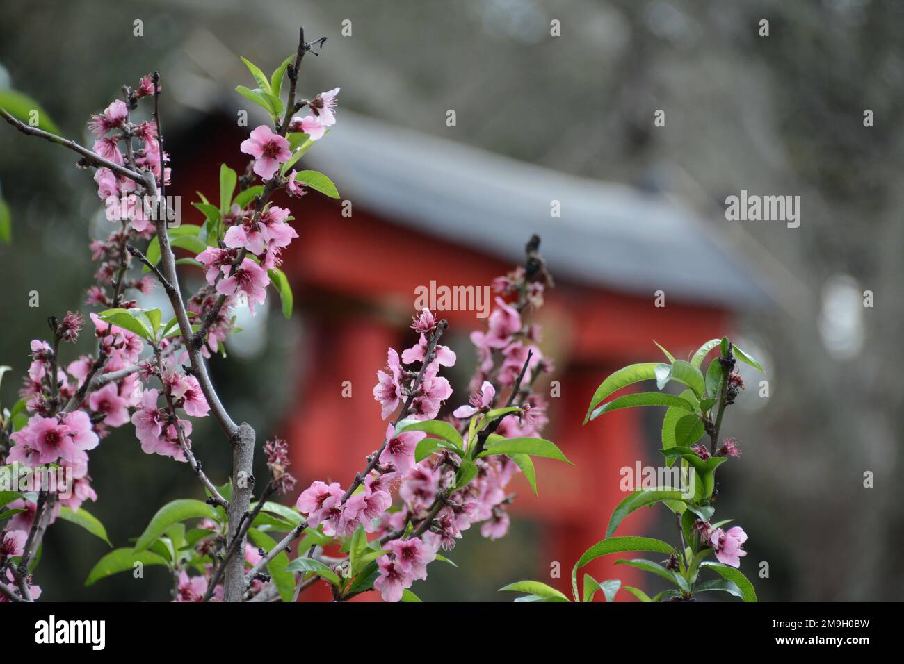 Cherry tree and river hi-res stock photography and images - Alamy