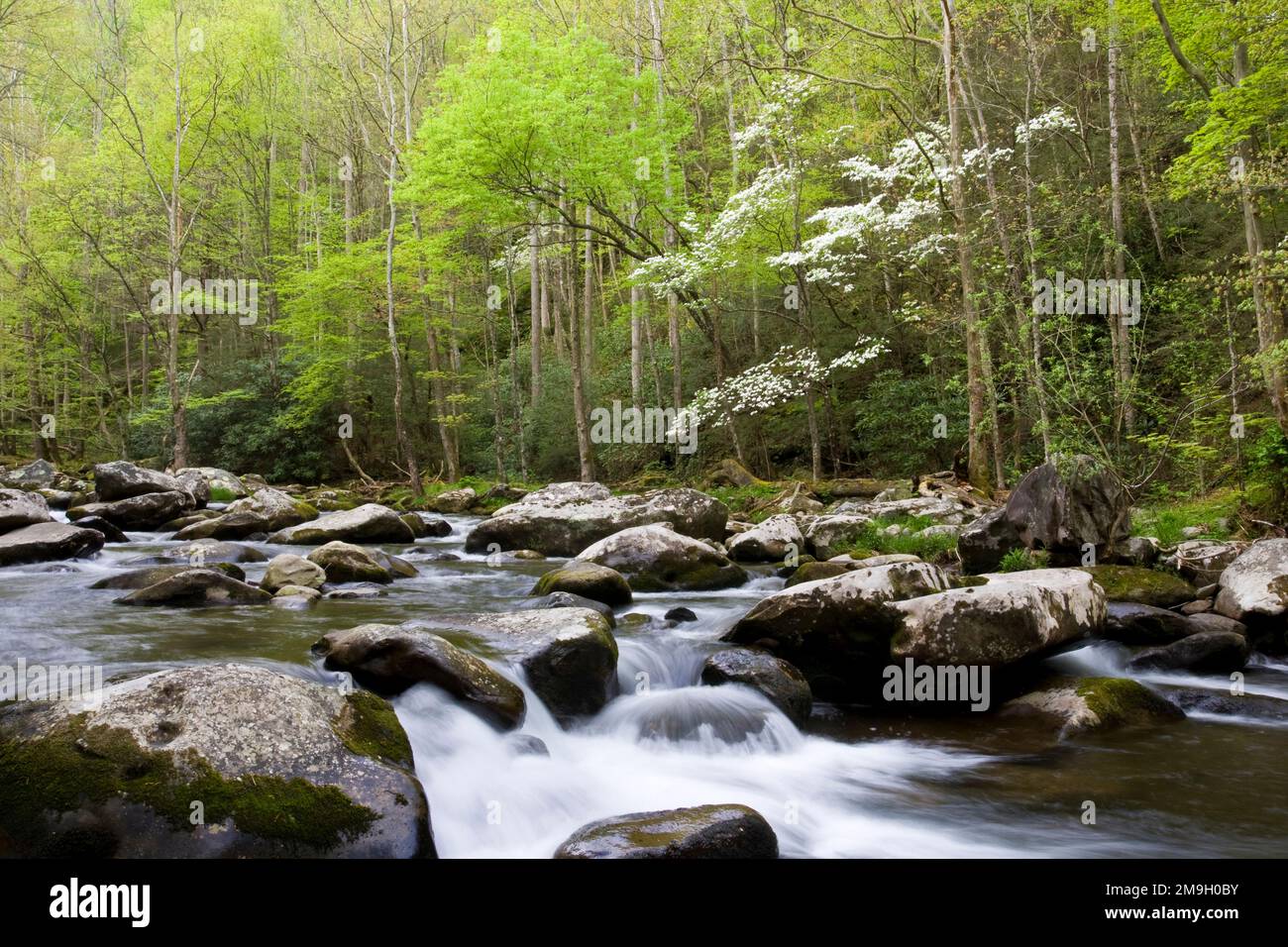 66745-04204 Dogwood trees in spring along Middle Prong Little River ...