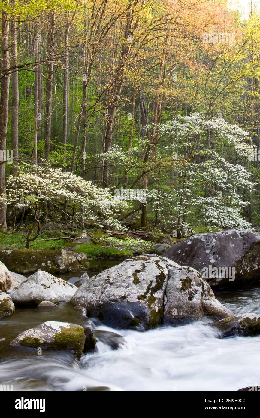 66745-04106 Dogwood trees in spring along Middle Prong Little River ...