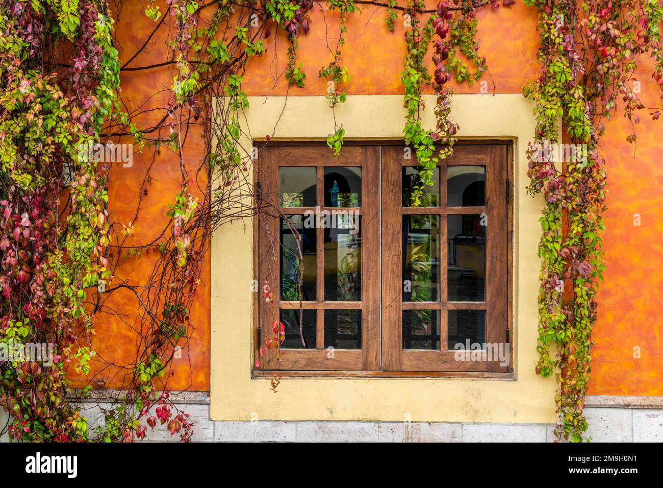 Window in wall of orange house and creeper plants, Baja California Sur ...