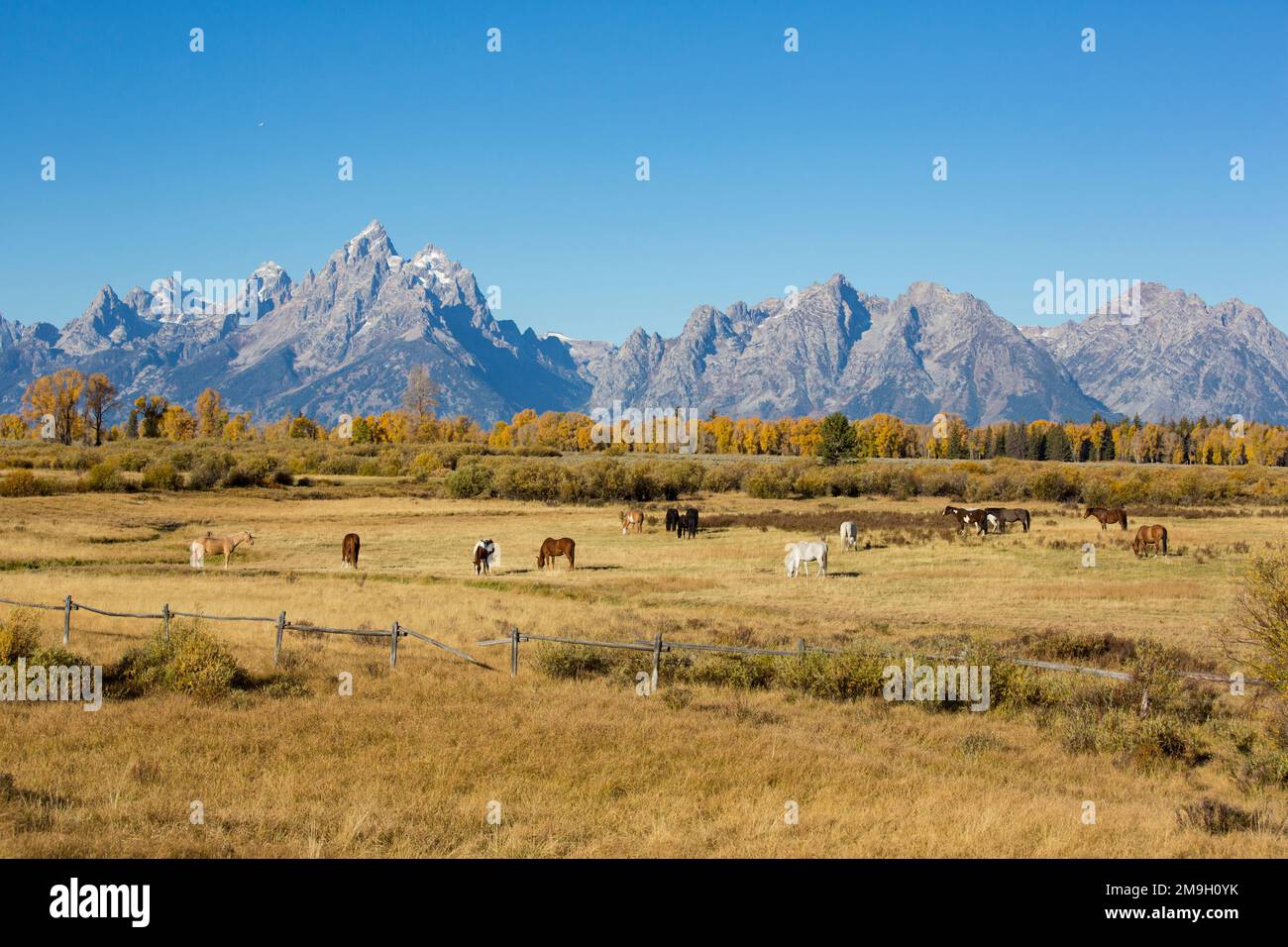 67545-09607 Horses and Grand Teton Mountain Range in fall, Grand Teton ...