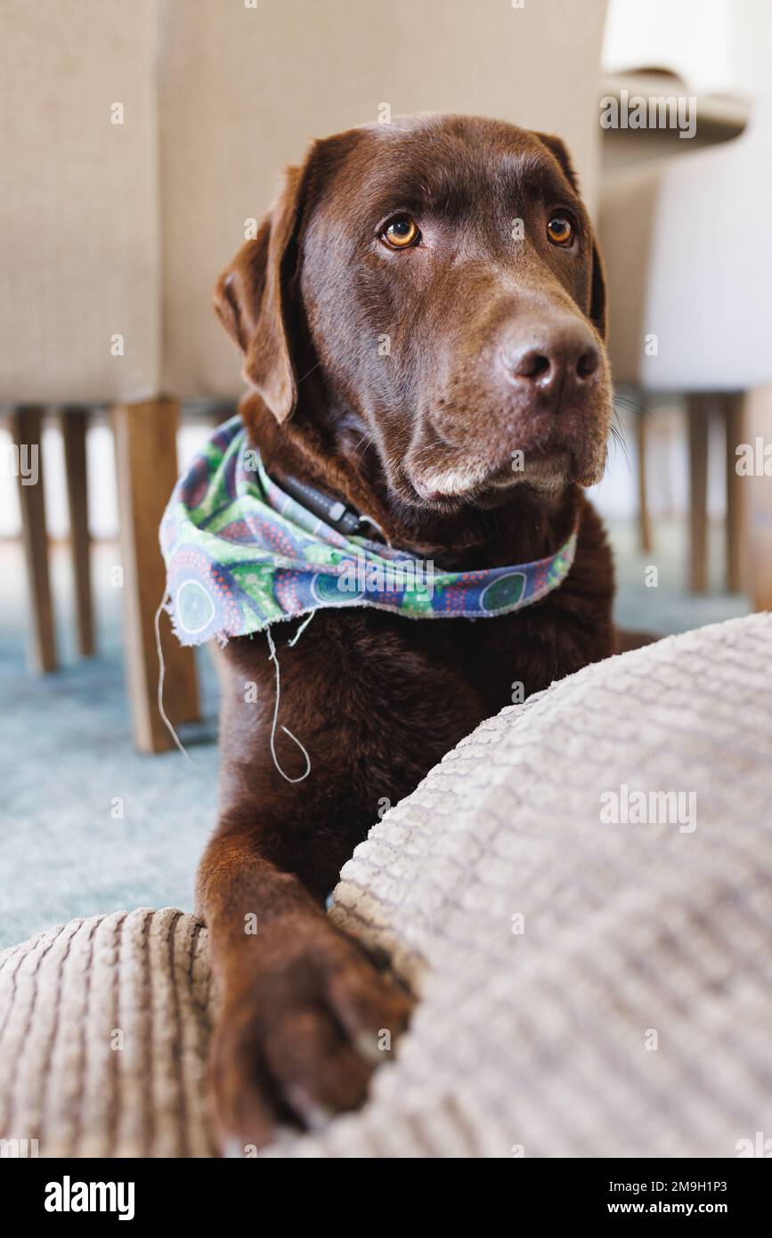 Brown pet dog hi-res stock photography and images - Alamy