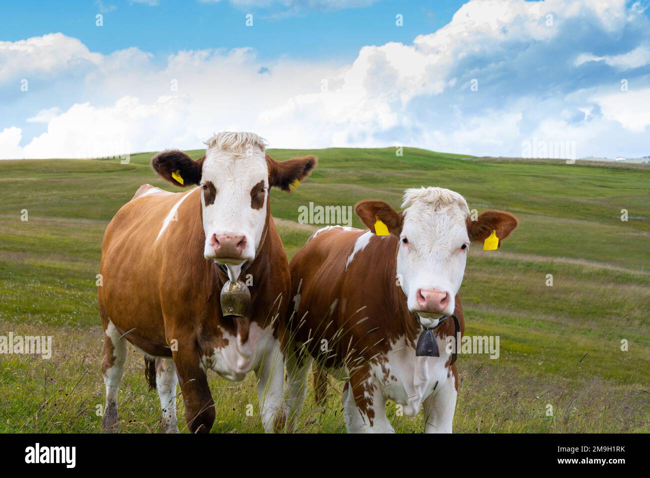 Two cows on a meadow in South Tyrol Dolomites Italy Stock Photo - Alamy
