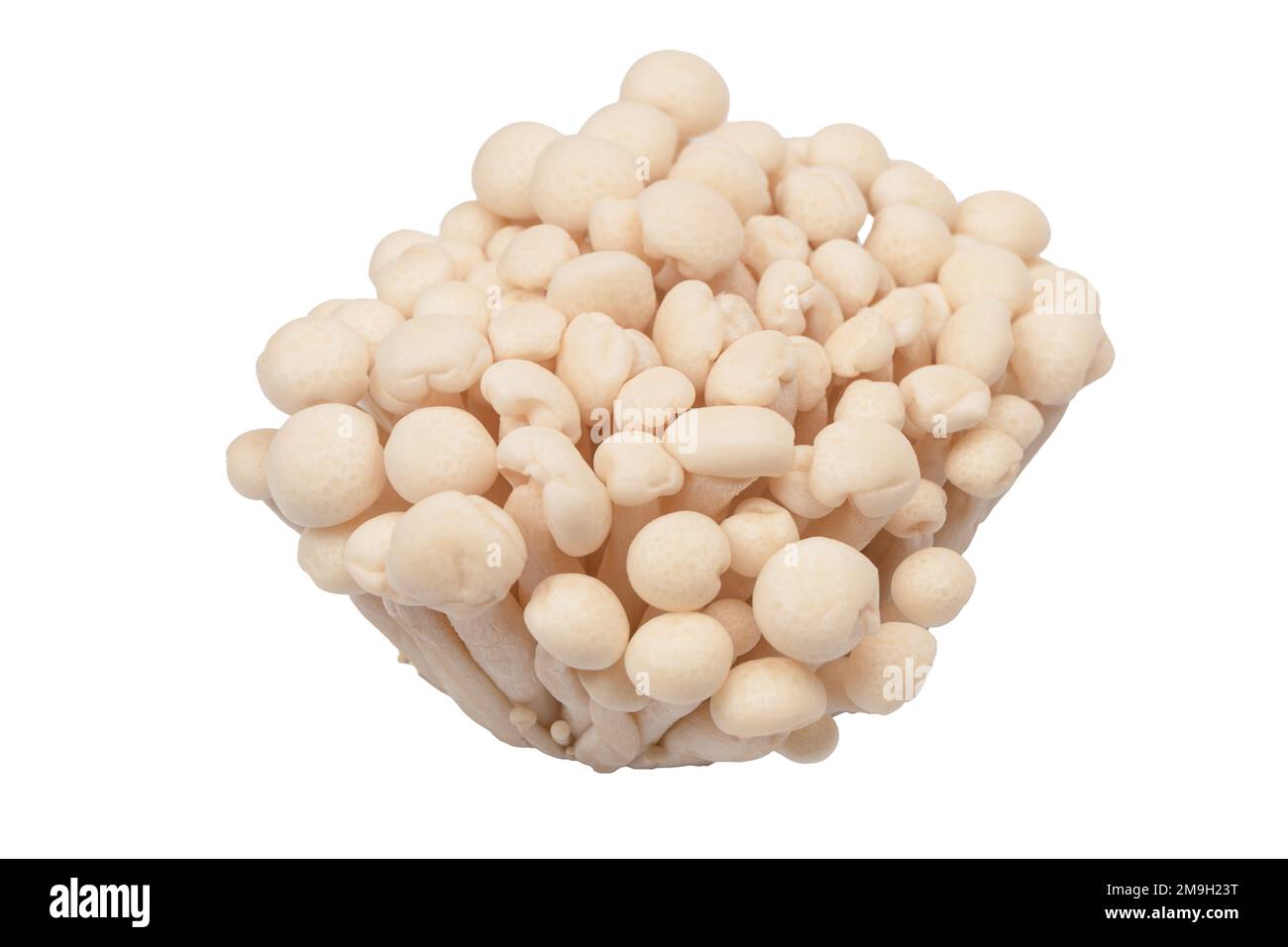 Raw white beech mushrooms isolated on a white background Stock Photo ...