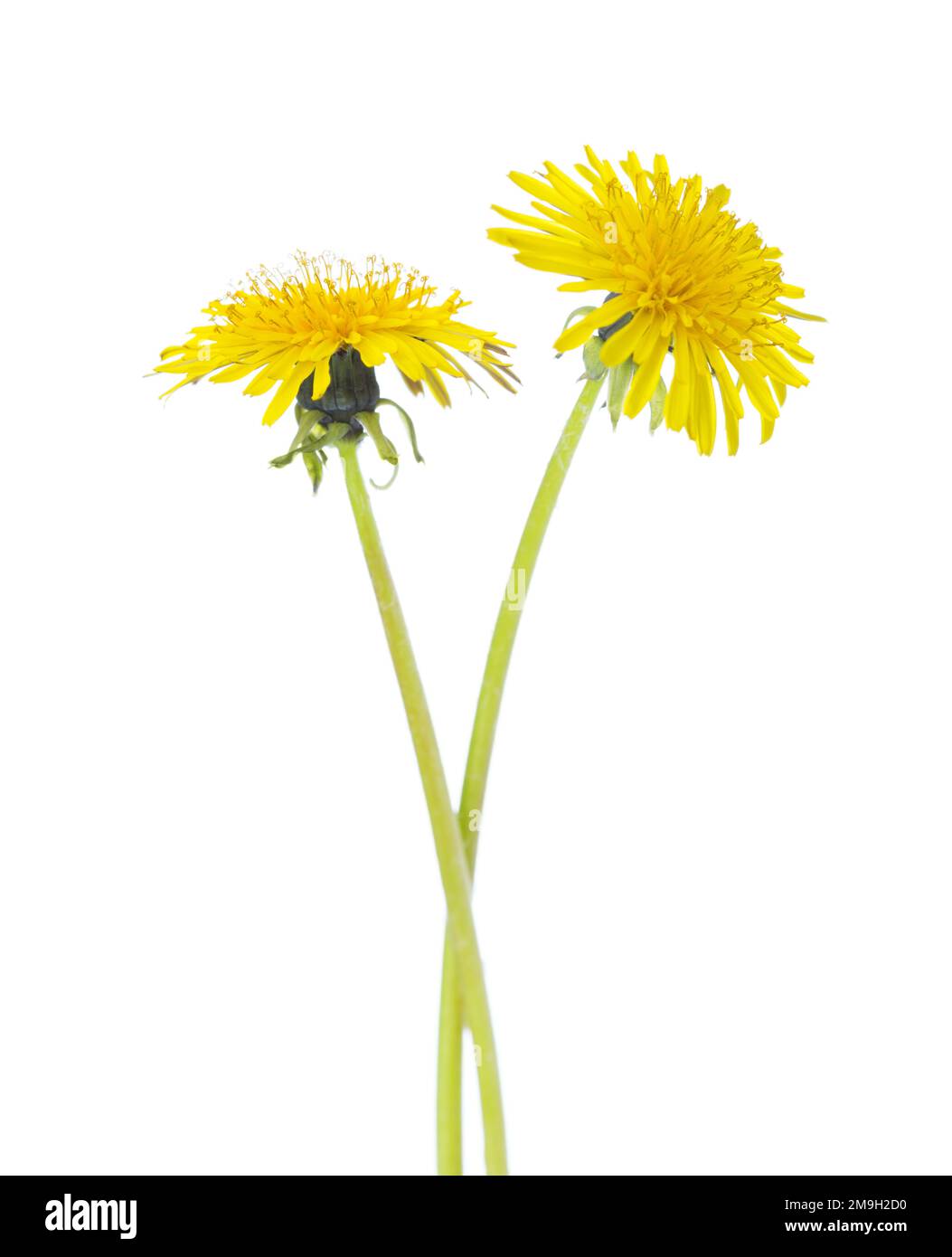 Two yellow dandelions isolated on a white background Stock Photo - Alamy
