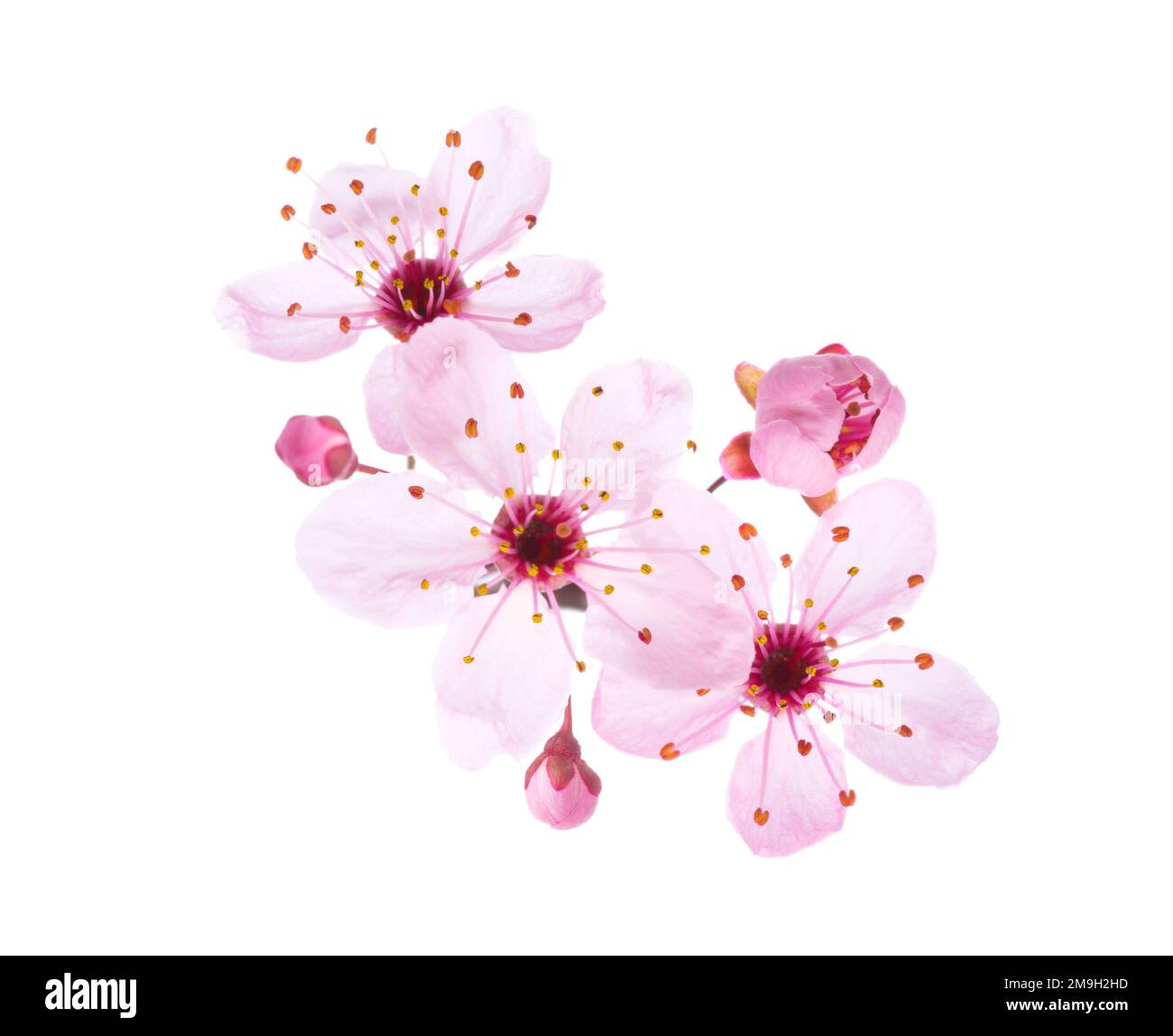 Cherry blossoms Cut Out Stock Images & Pictures - Alamy