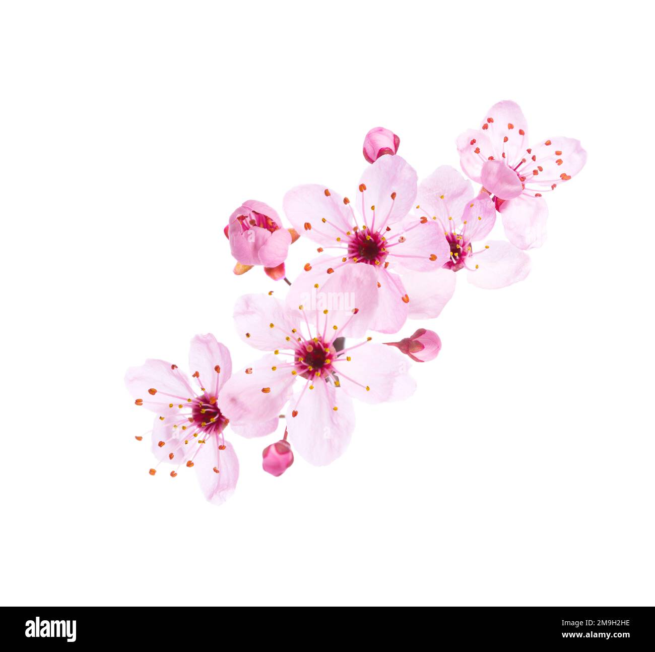 Light pink flowers of Sakura isolated on a white background Stock Photo ...