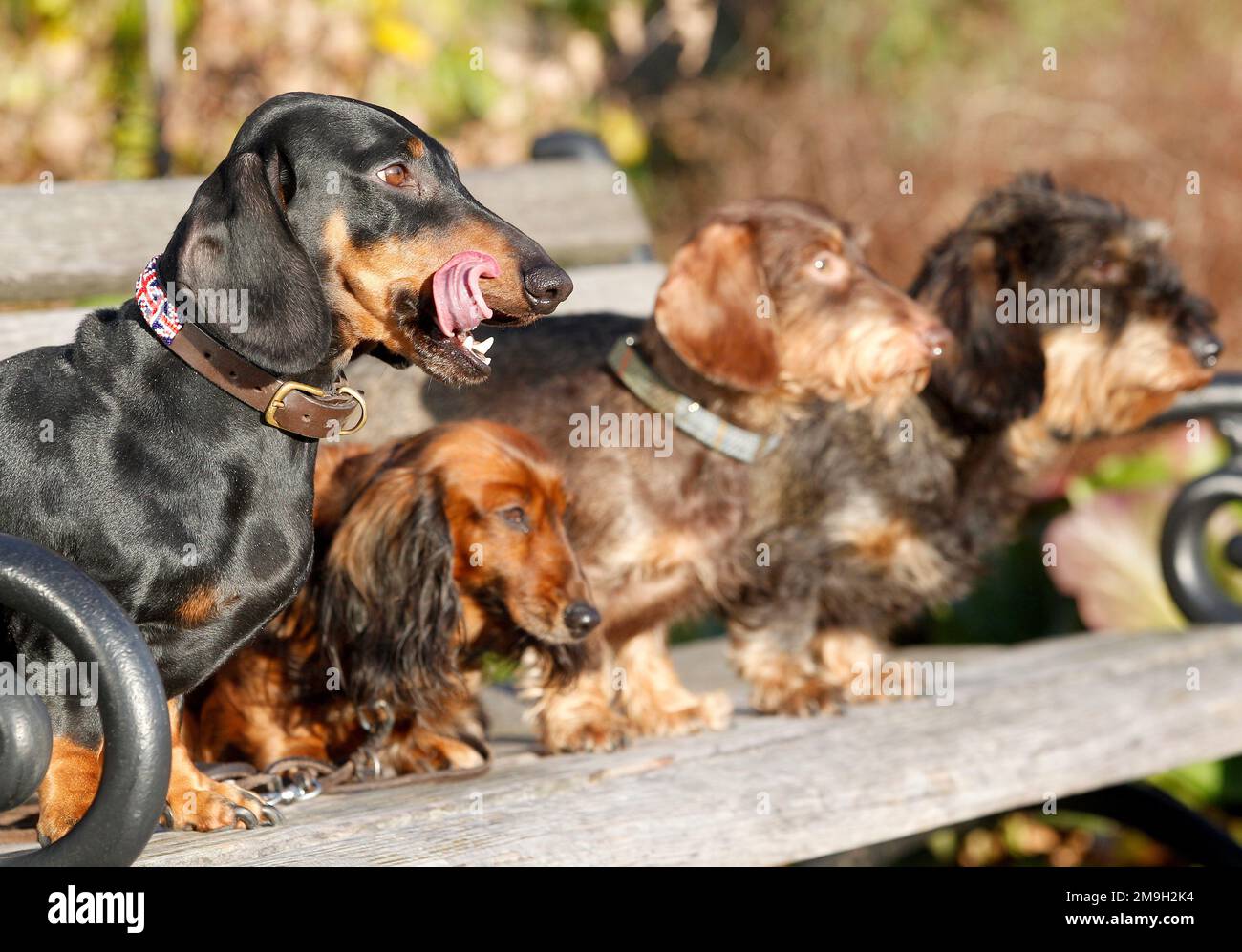 Are Dachshunds Good Hunting Dogs