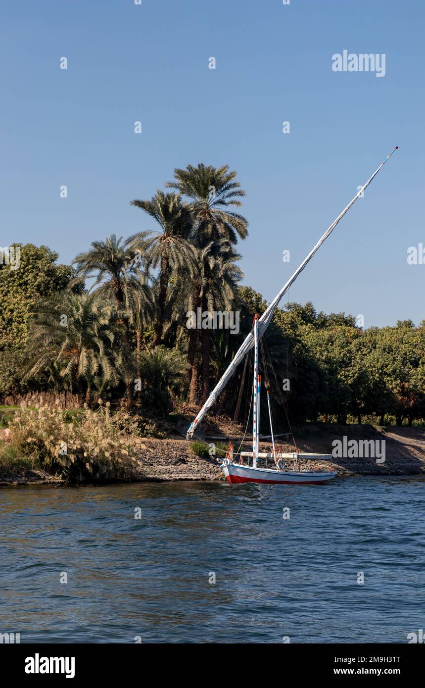 Vertical view of Nile river bank landmark with vegetation and a Faluca ...