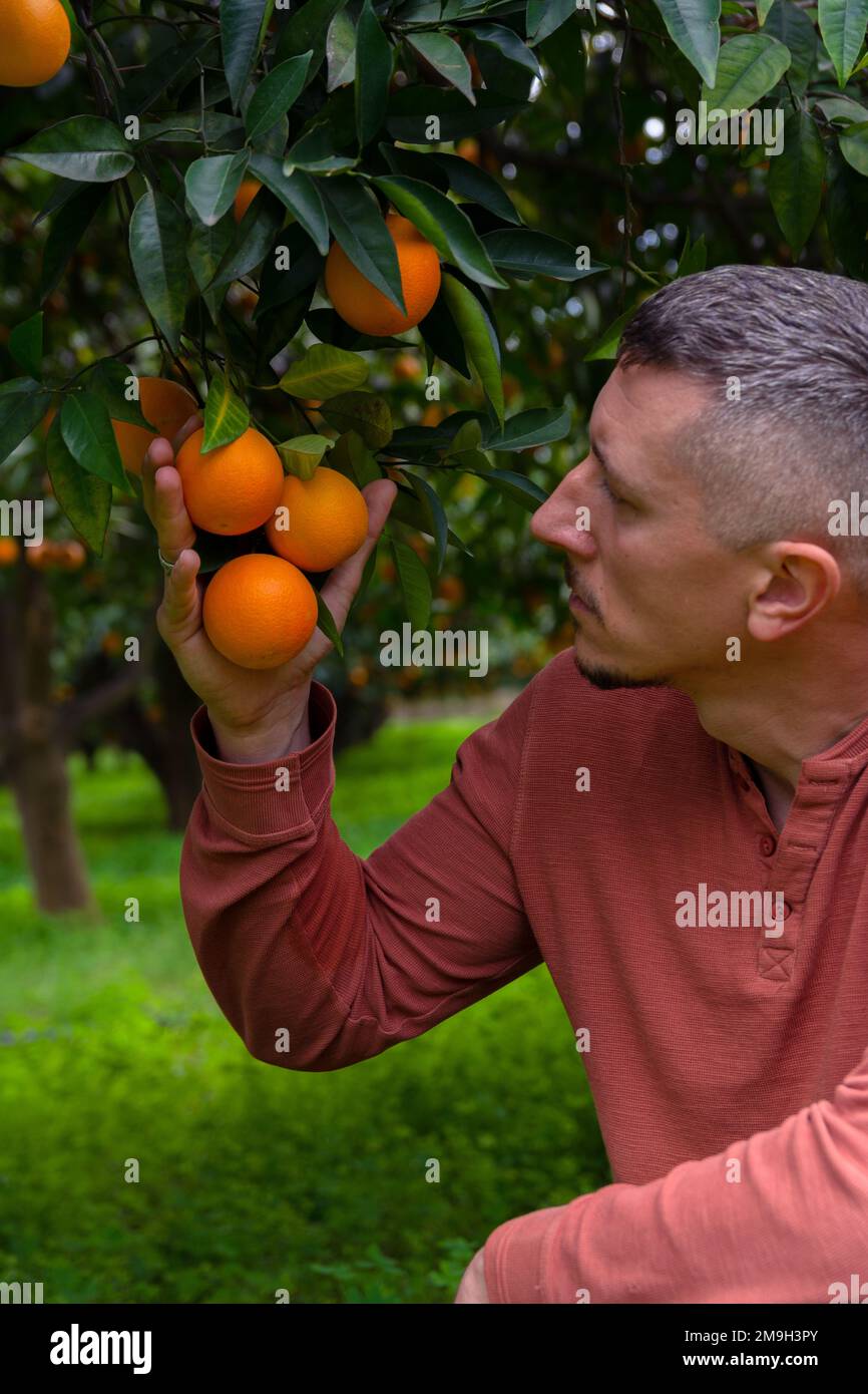 A Man in the Orange Garden and ripe oranges on the branches of trees ...