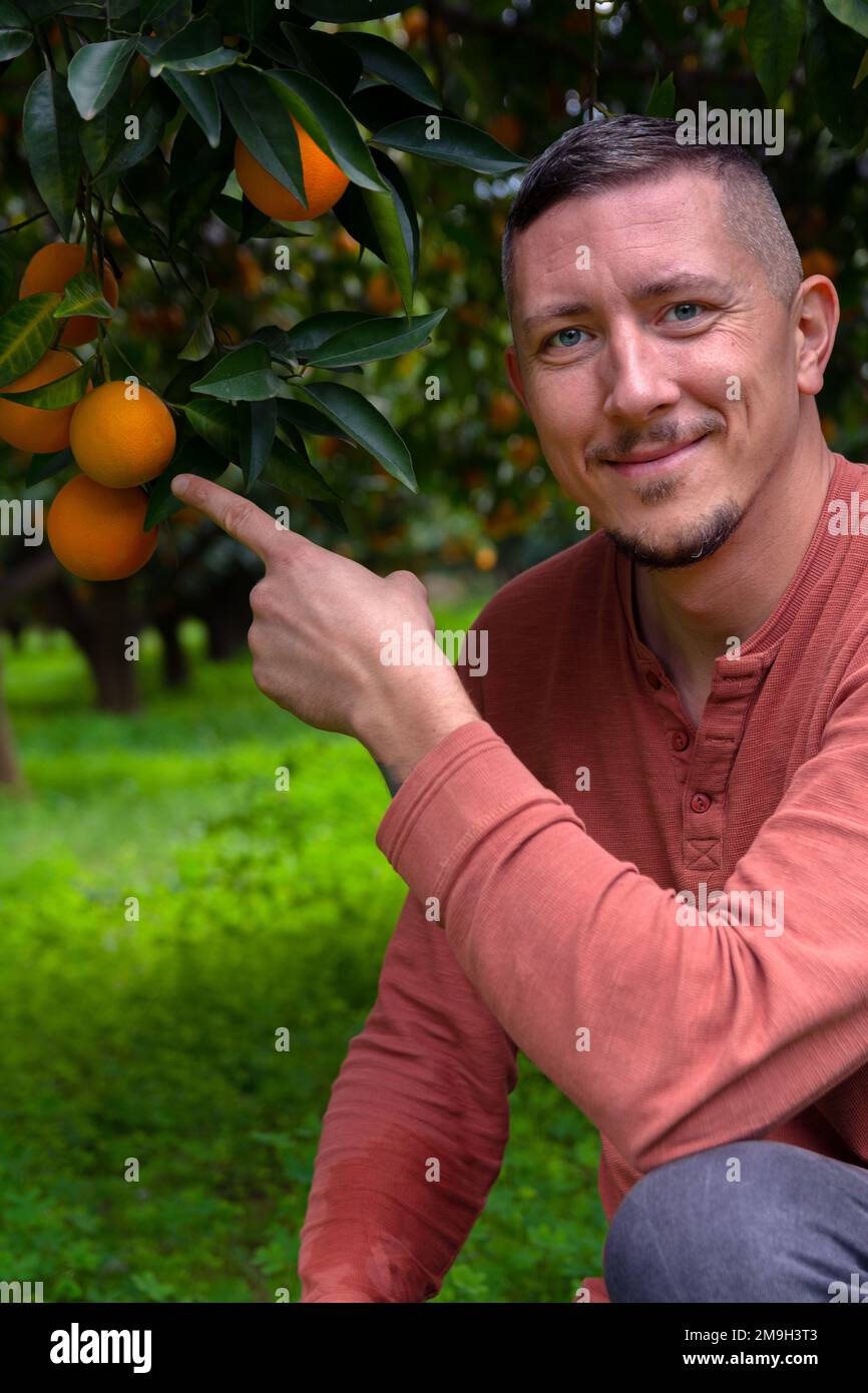 A Man in the Orange Garden and ripe oranges on the branches of trees ...