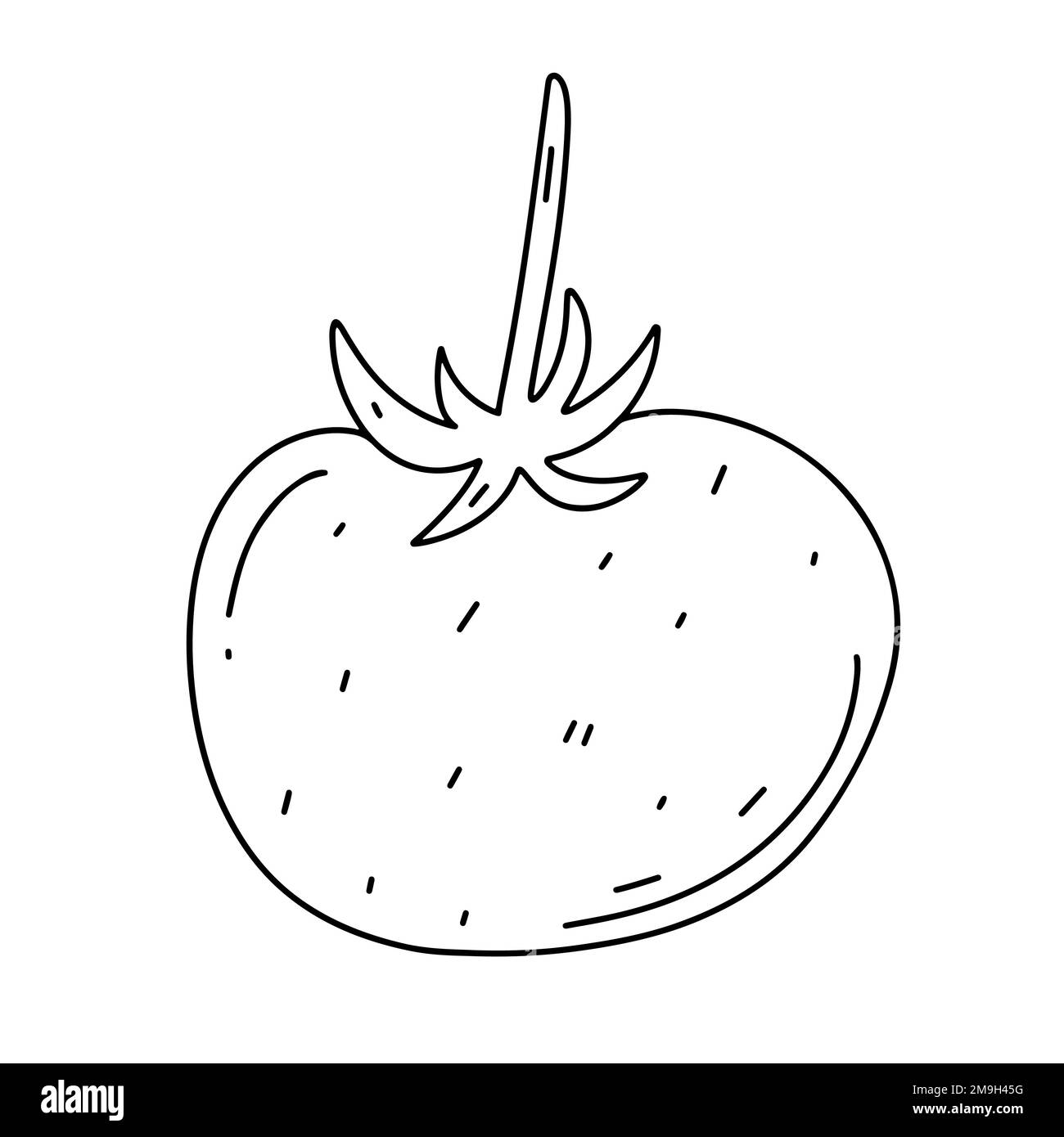 Tomato in hand drawn doodle style. Organic eco food. Isolated on the ...