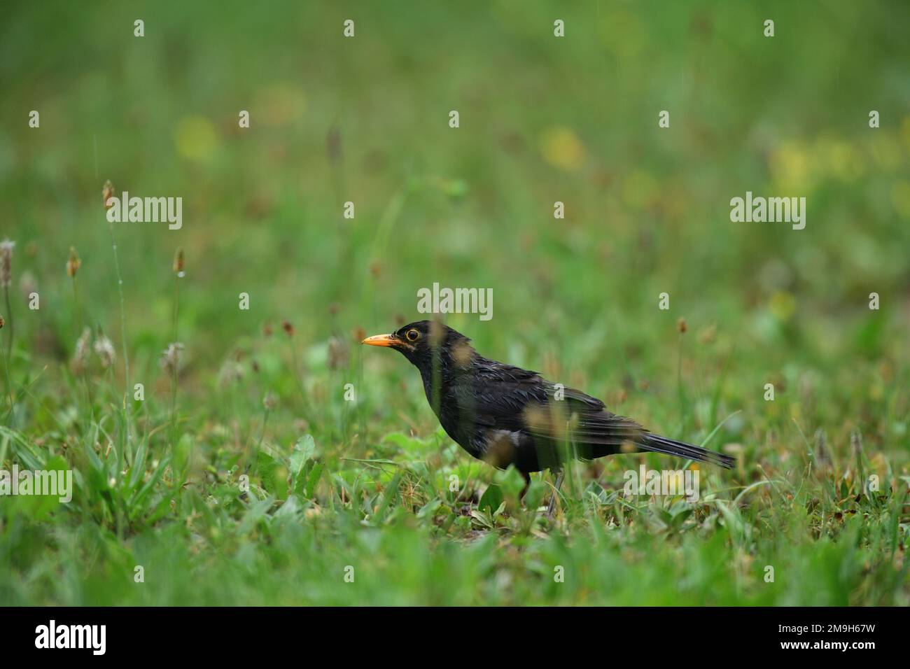 Portrait of a common blackbird with orange beak in green grass on the ...