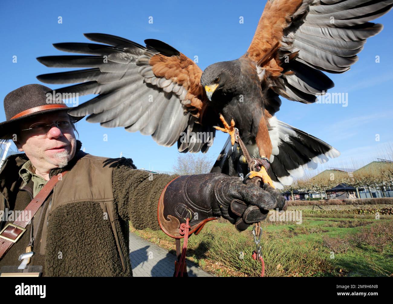 Dortmund, Germany. 18th Jan, 2023. The American desert buzzard "Amy ...