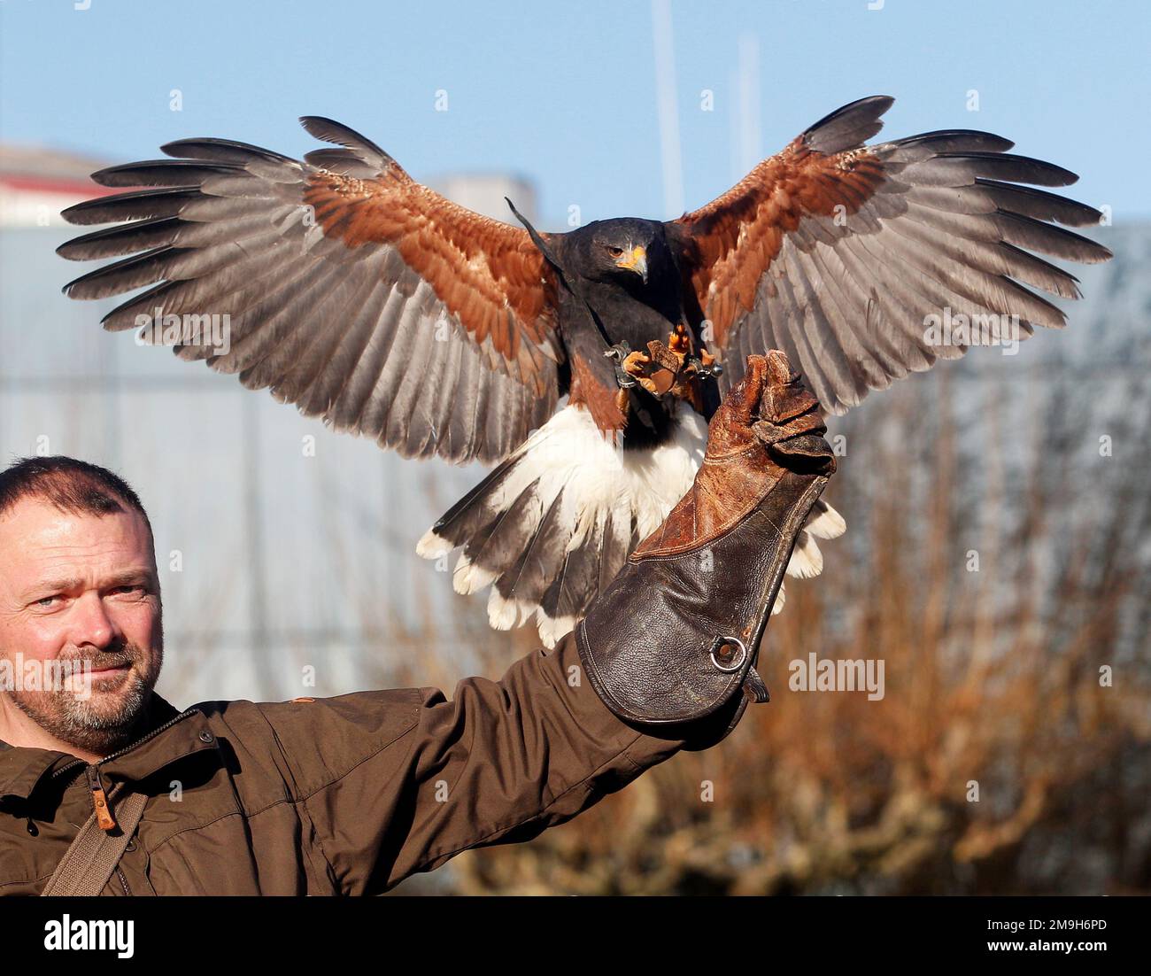 Dortmund, Germany. 18th Jan, 2023. The American desert buzzard "Hanni ...