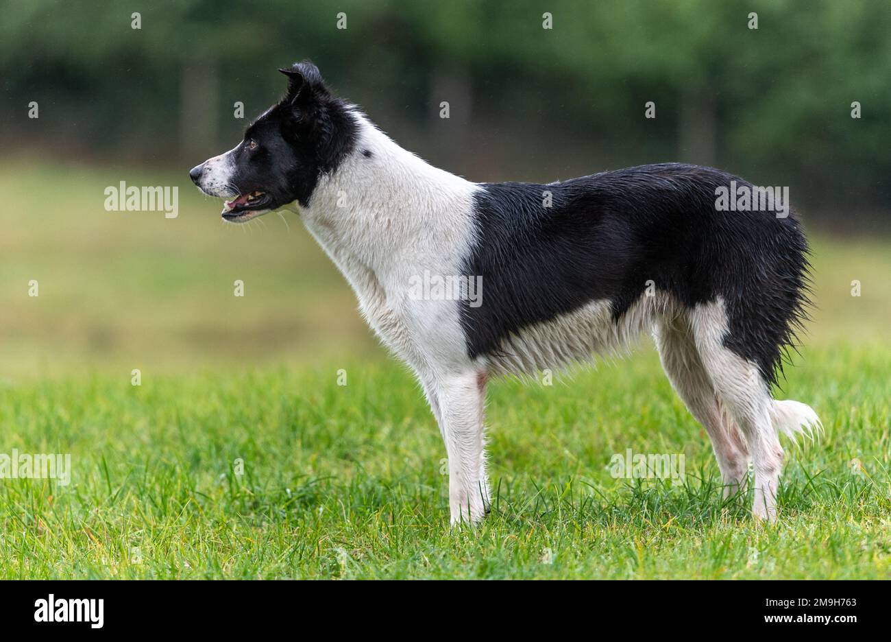 Scottish National Sheepdog Trials Stock Photo - Alamy