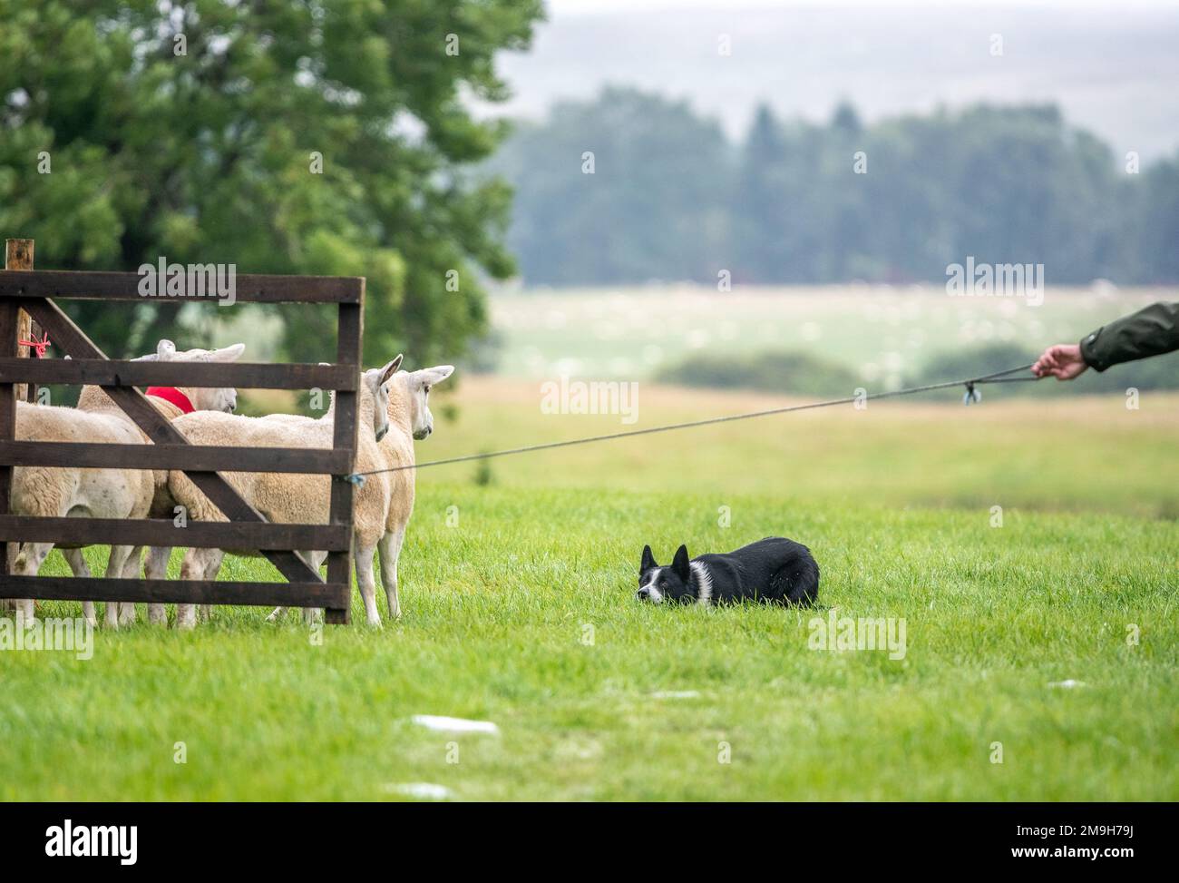 Scottish National Sheepdog Trials Stock Photo - Alamy