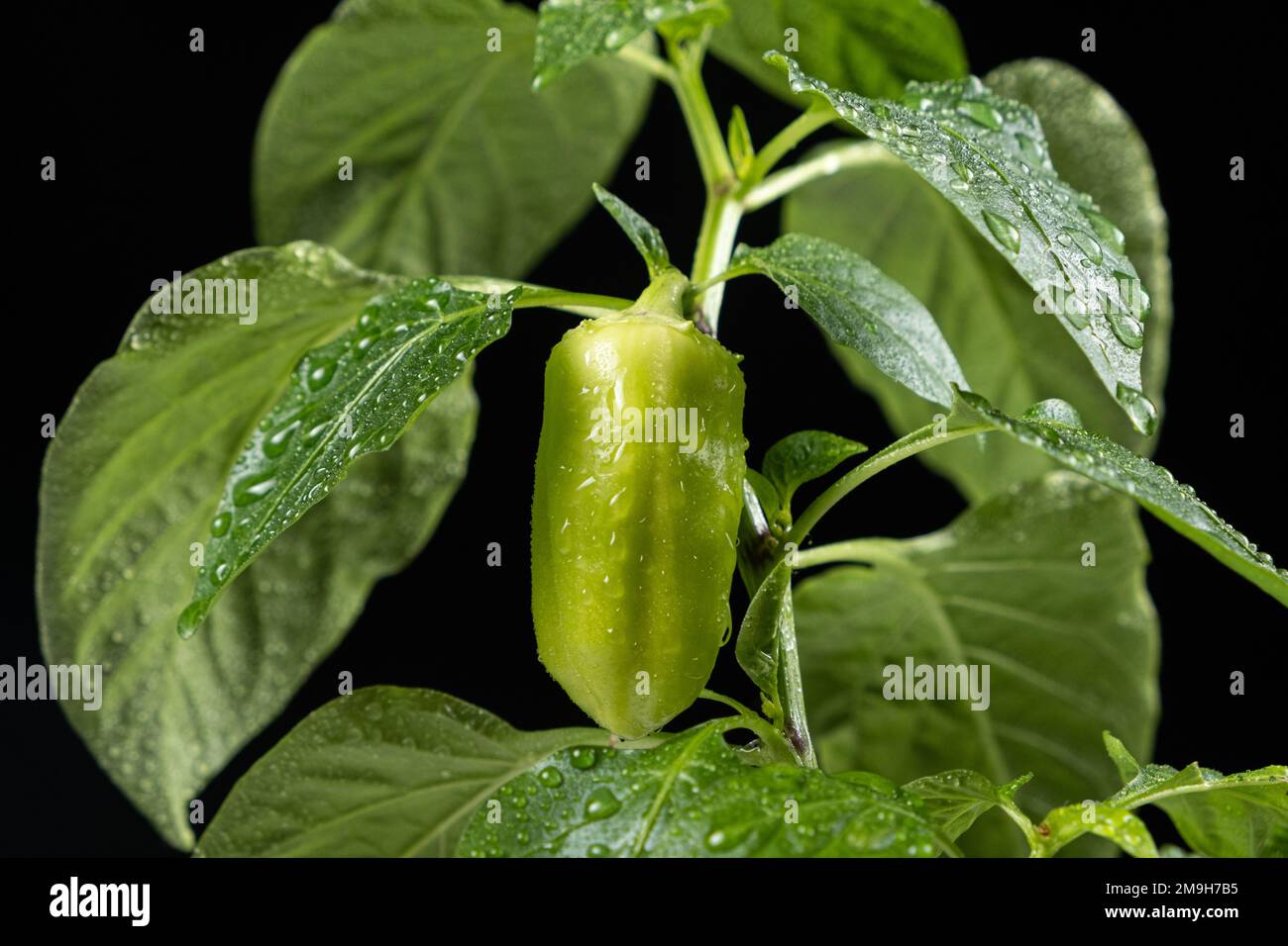 Growing peppers from seeds. Step 10 - small green pepper on the branch ...
