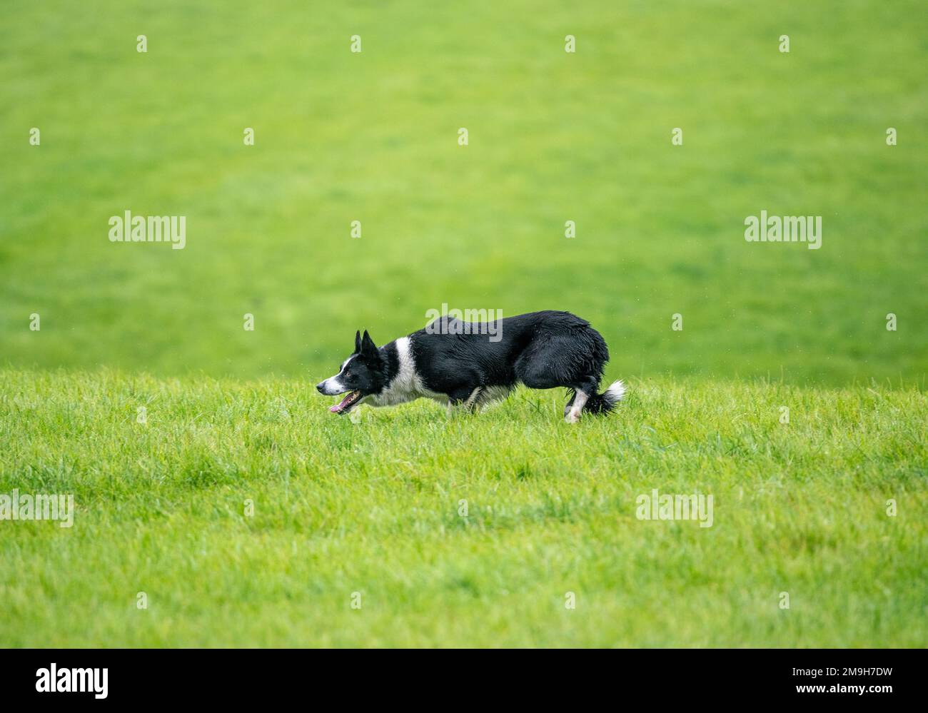 Scottish National Sheepdog Trials Stock Photo - Alamy