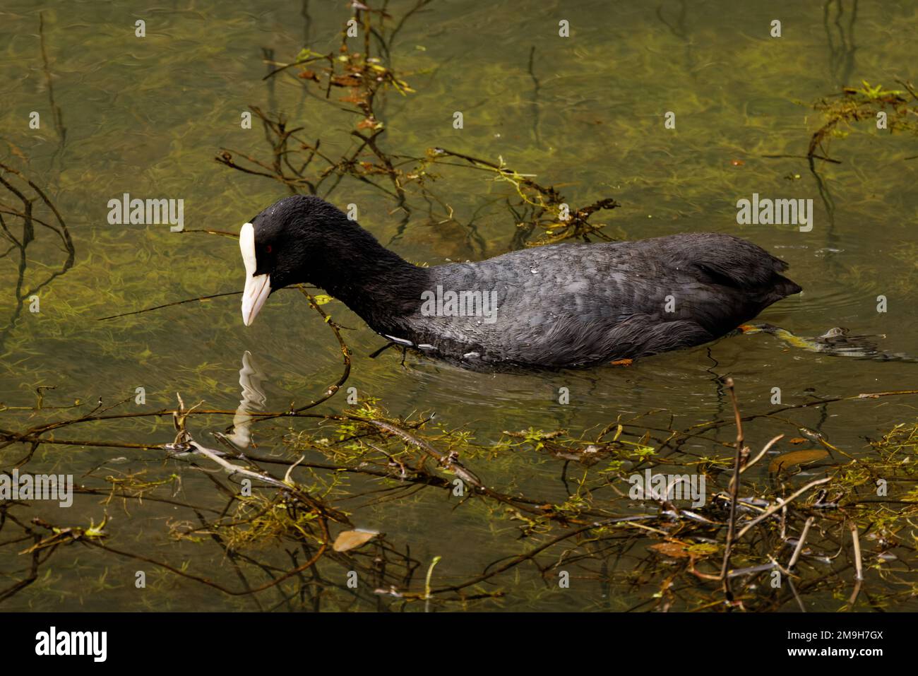 Coot (Fulica arta) searching for food in the water Stock Photo - Alamy